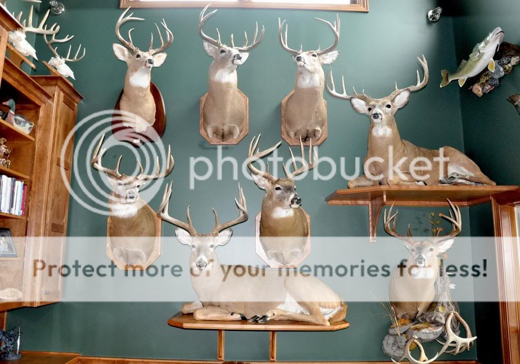 Pictures Of Shoulder Mounts | Archery Talk Forum