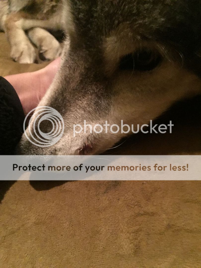 Dog Scraped his Face | Puppy Forum and Dog Forums